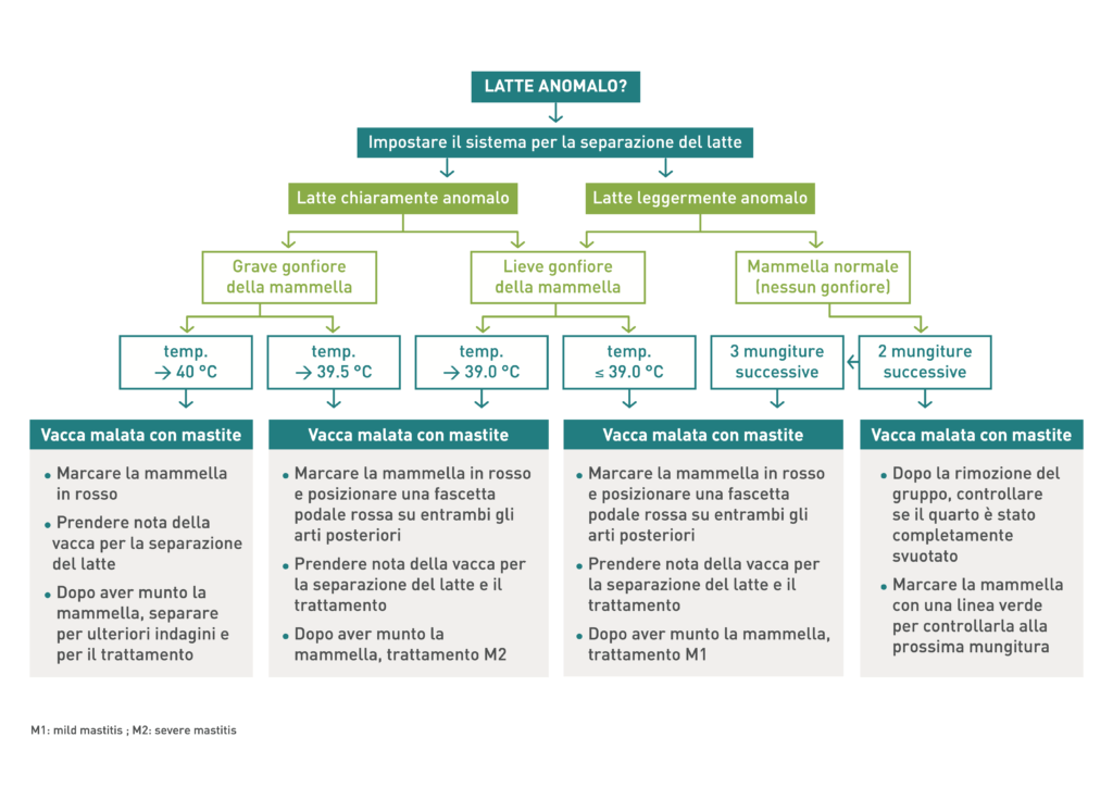 Piano Terapeutico per la Mastite: l'Approccio Giusto