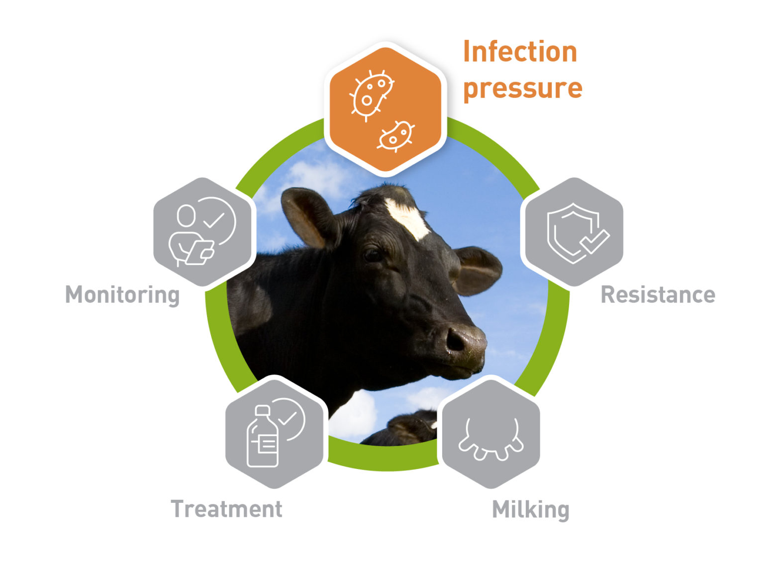 Resting areas: What bedding to recommend for dairy cows? - Achieve ...