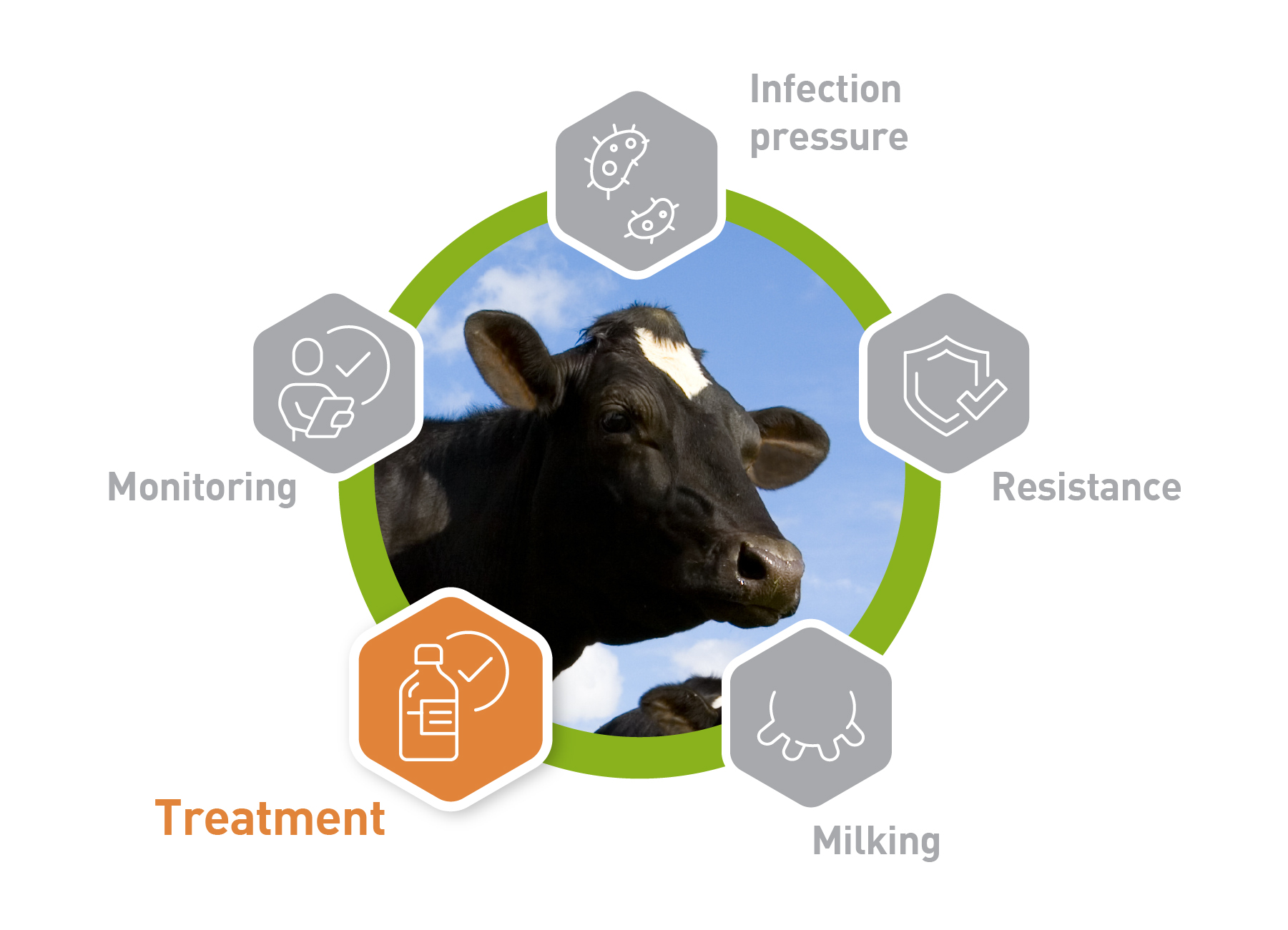 Testing milk samples: the key to mastitis control - Achieve Better Milk ...