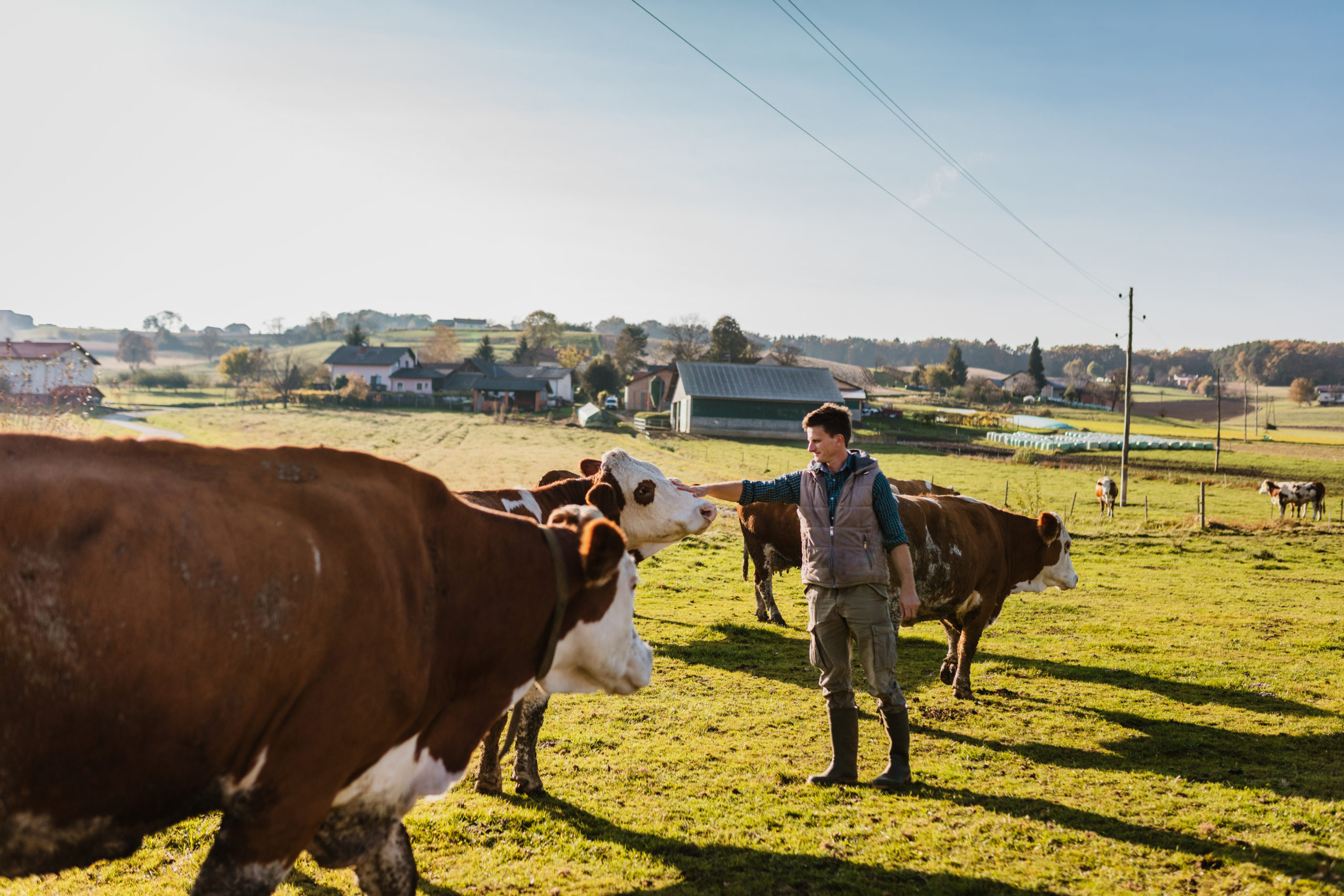 Clinical Mastitis Treatment: Let’s be Selective! - Achieve Better Milk ...